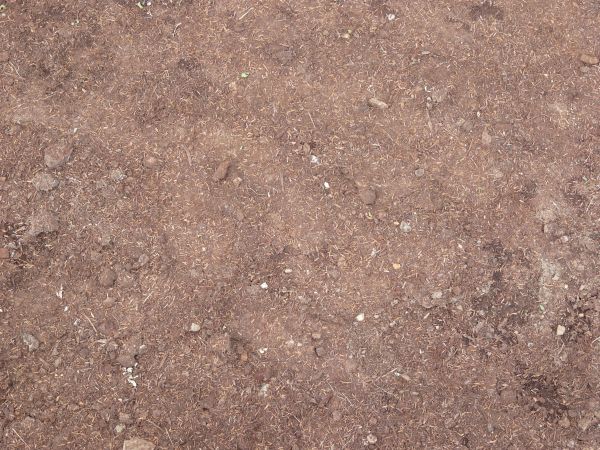 leaves on the ground texture 0039 - Texturelib